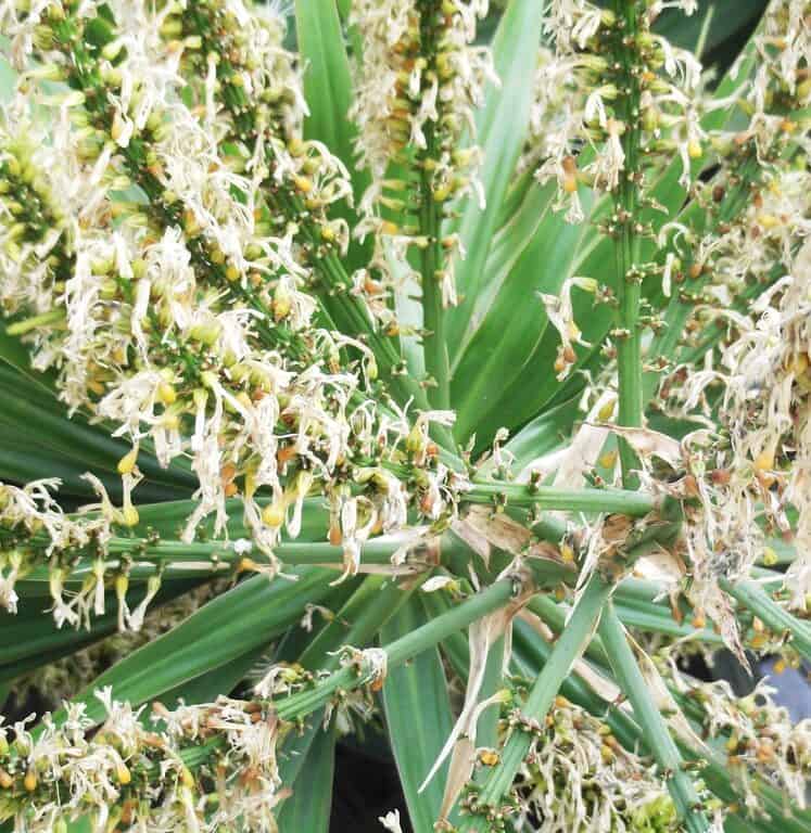 Dragon Tree Flower: Everything You Need to Know - Plants Craze