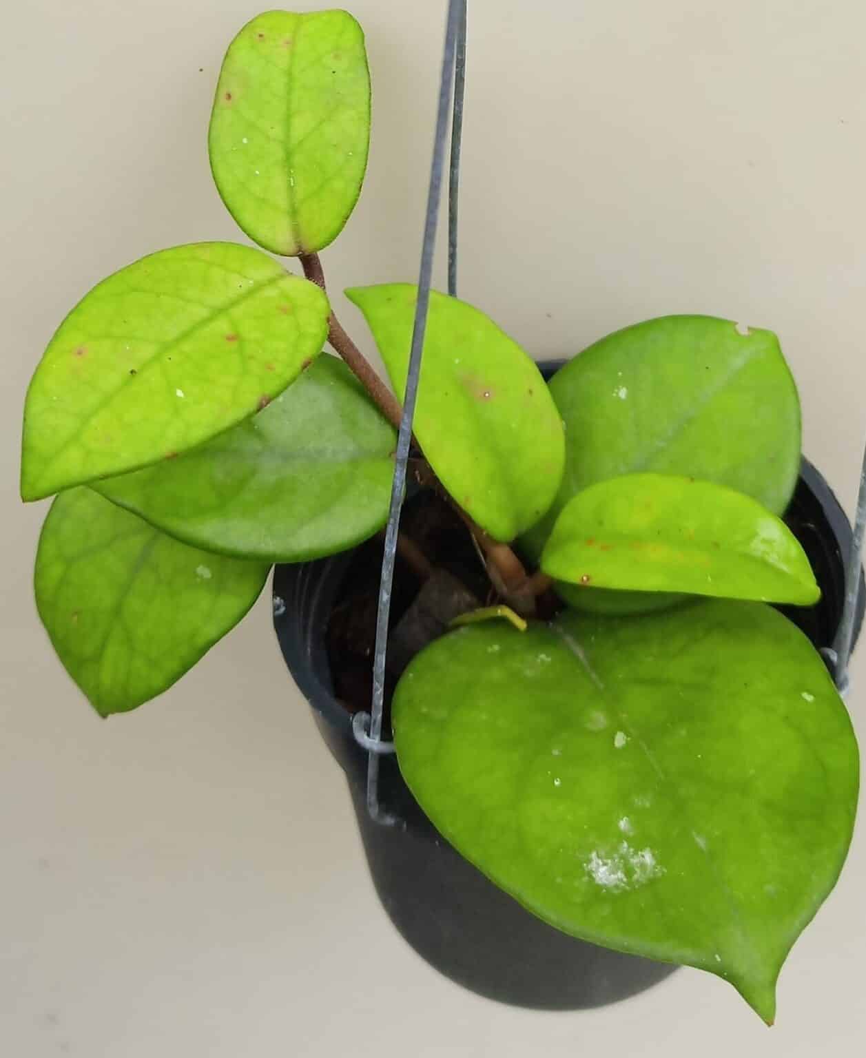 Hoya Fungii Ultimate Care Tips With Buying Guide