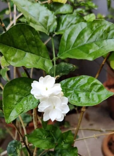 Jasmine Benefits [9+ Benefits and Health Considerations]