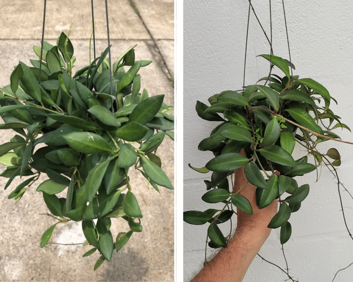 Hoya Bilobata: Ultimate Grow & Care Guide - Plants Craze
