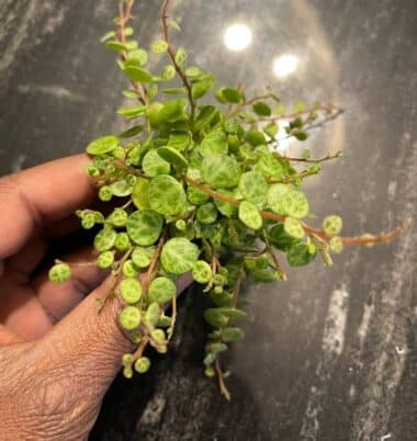 String of Turtles: Complete Grow & Care Guide - Plants Craze