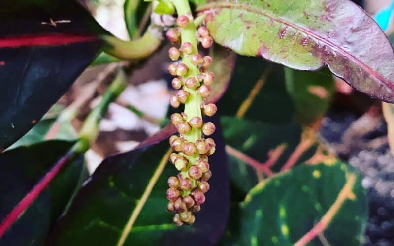 Croton Seeds: Ultimate Grow and Buying Guide - Plants Craze