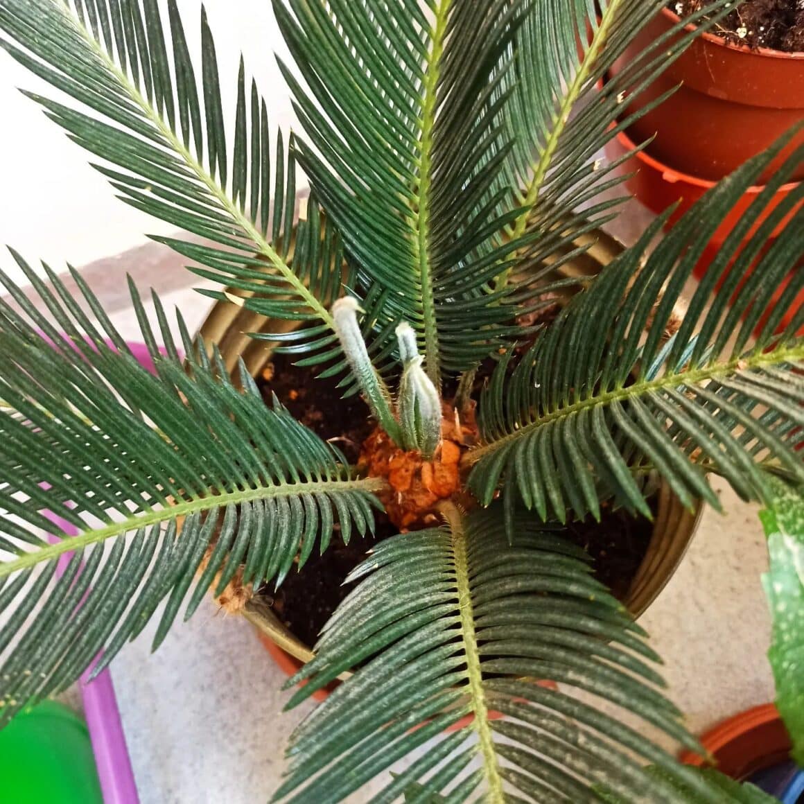 Sago Palm Flower: Everything You Need To Know - Plants Craze