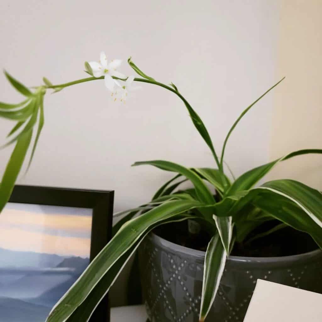 Do Spider Plants Flower? Best Ways to Trick Them to Bloom