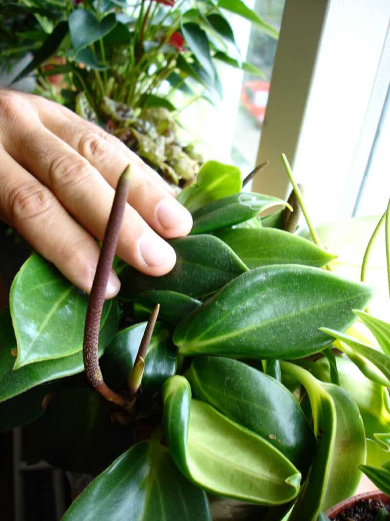 Peperomia Flower: Everything you Need to Know - Plants Craze