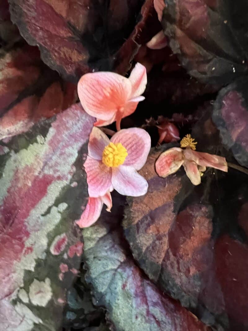 Begonia Flower: Meaning & Blooming Guide