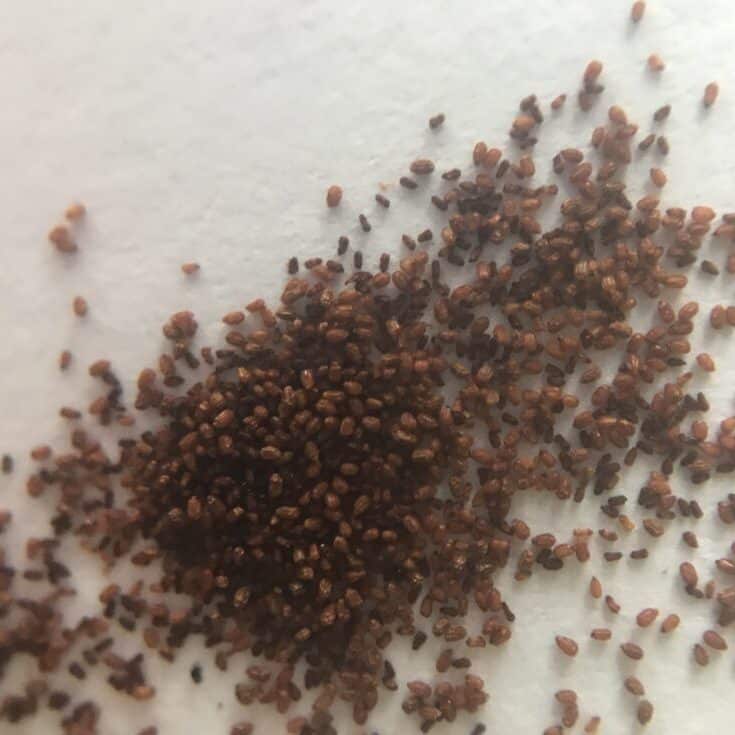 Begonia Seeds: Extraction and Propagation Explained - Plants Craze