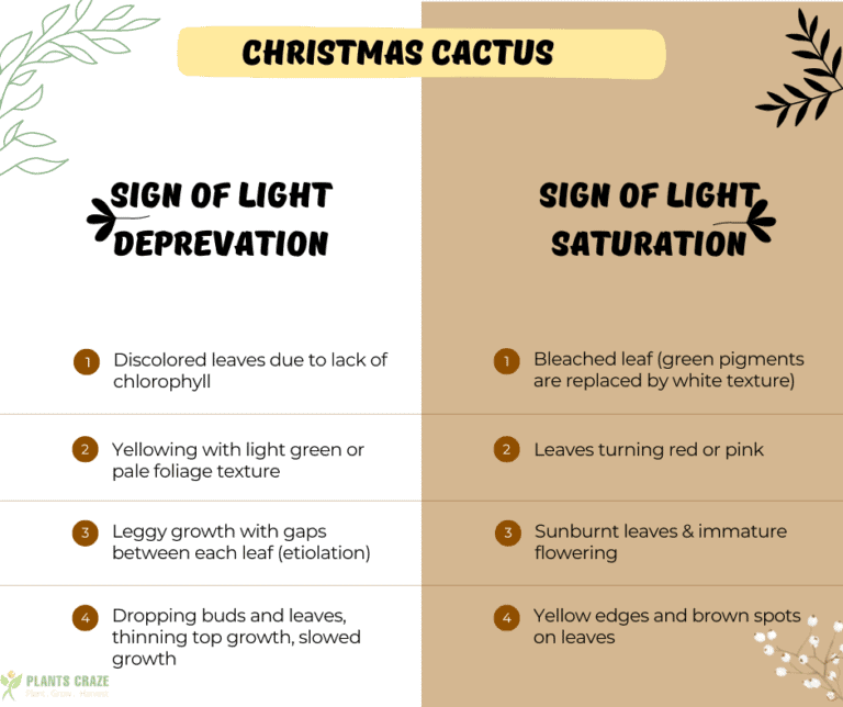 Christmas Cactus light Requirement: A Complete Guide - Plants Craze