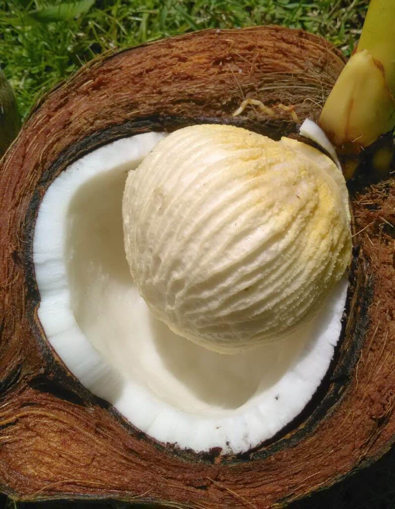 13 Amazing Coconut Palm Benefits - Plants Craze