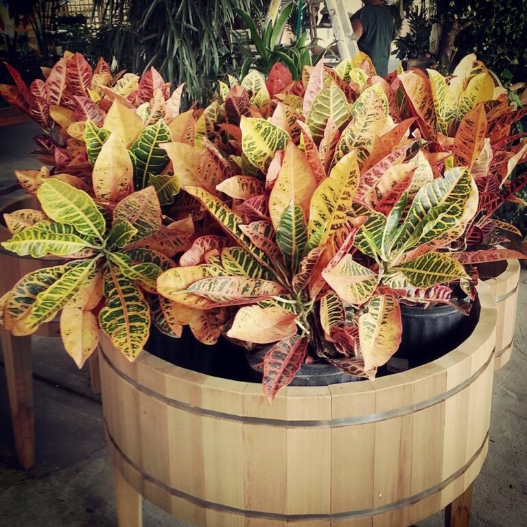 Growing Illusive Croton Seeds [Harvesting & Buying Guide]