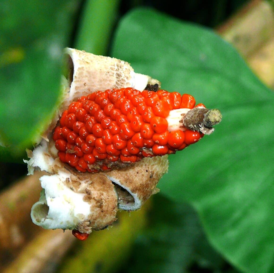 Elephant Ear Flower: All Questions Answered! - Plants Craze