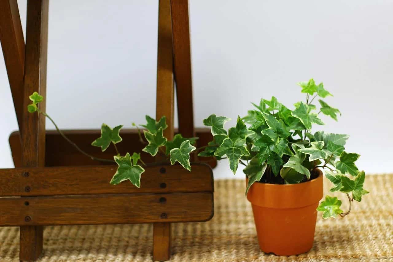 8 Important Benefits of English Ivy - Plants Craze