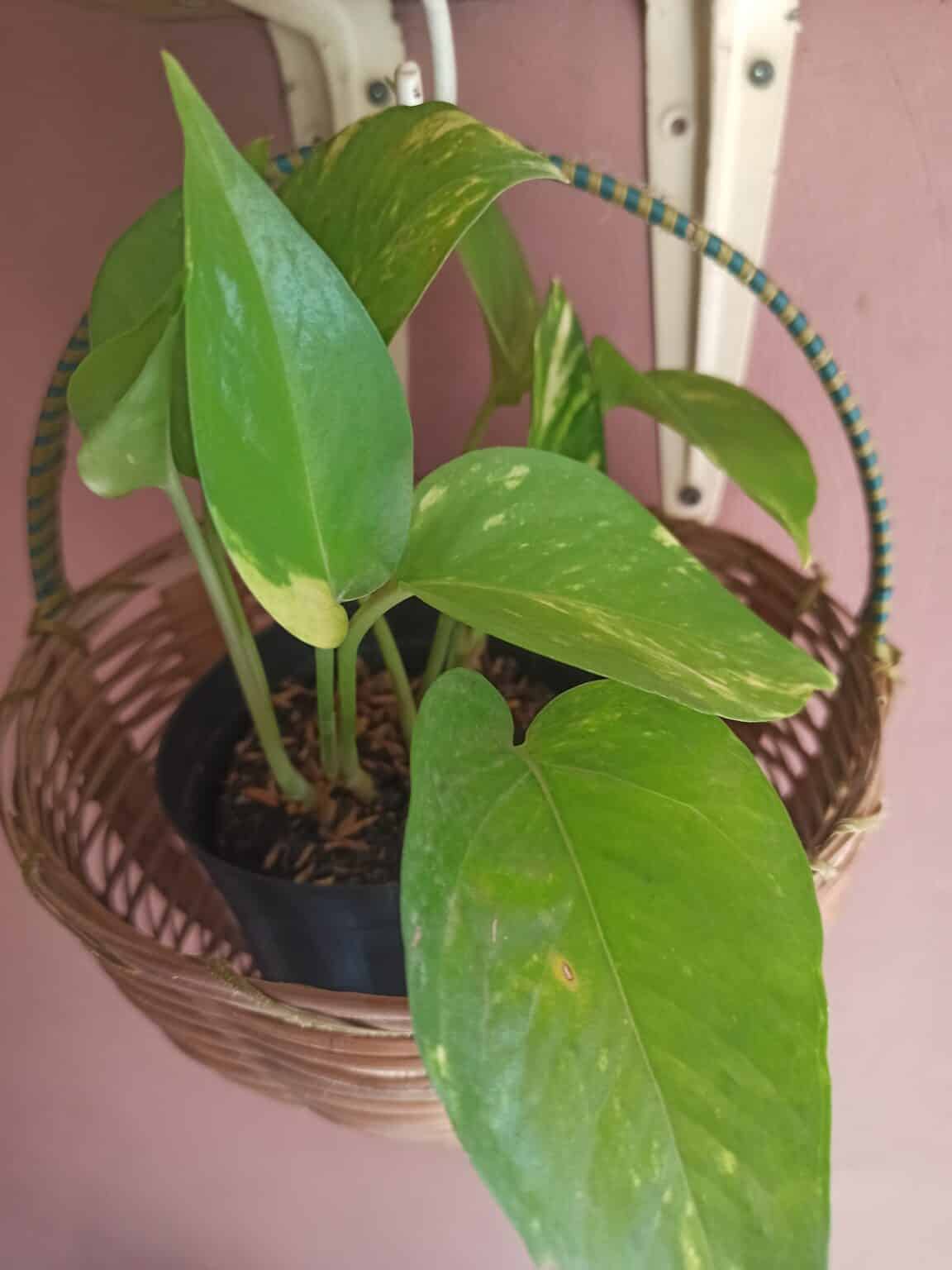 Golden Pothos Flower | Does it Exist? [Is it Toxic as Well?]
