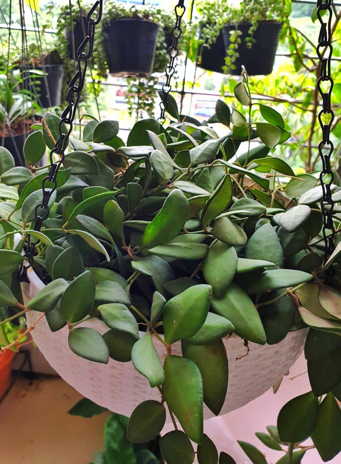 Hoya Bilobata [7+ Care Hacks and 3 Propagation Methods]