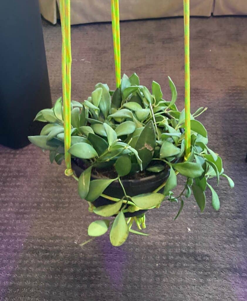 Hoya Bilobata [7+ Care Hacks and 3 Propagation Methods]