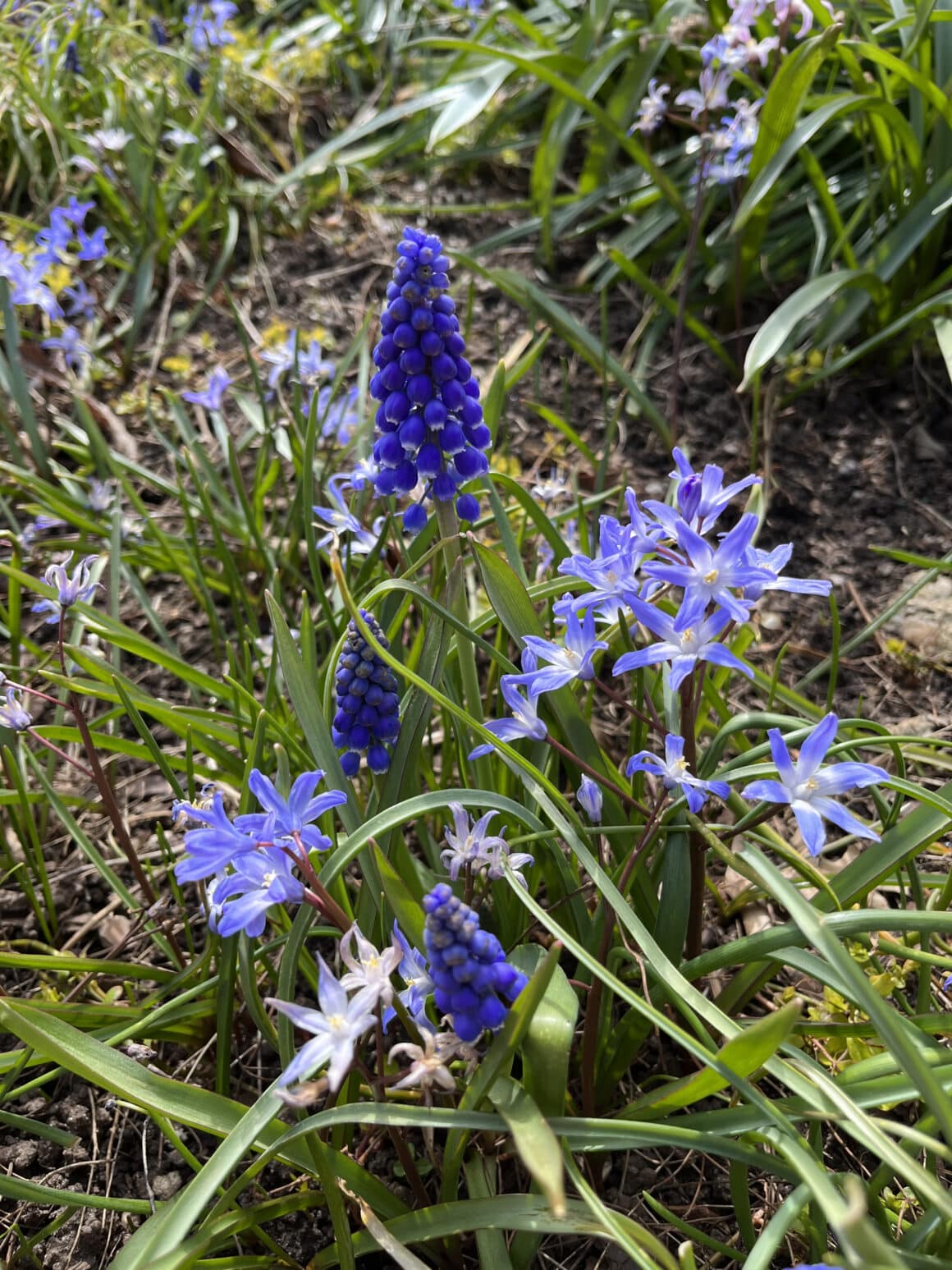 11 Proven Hyacinth Benefits You Can Get Easily - Plants Craze