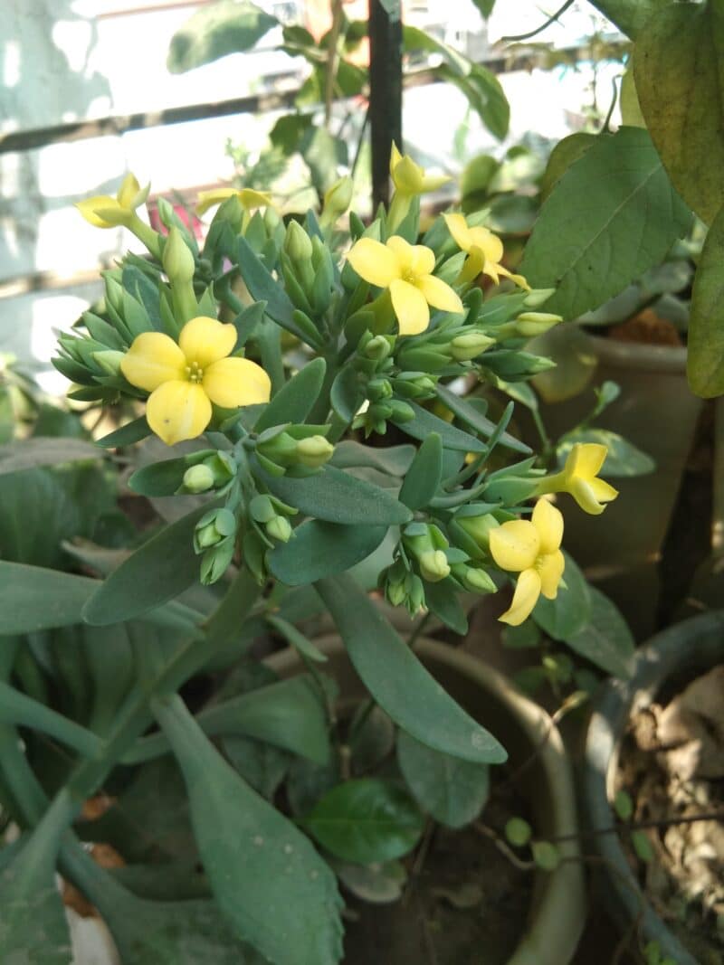 Kalanchoe Flower: Everything you Need to Know - Plants Craze