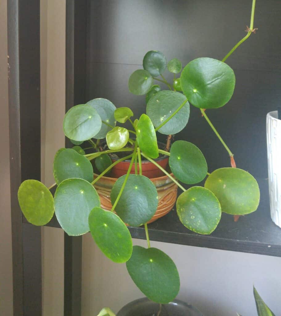 Pilea Light Requirements: Everything You Need to Know - Plants Craze
