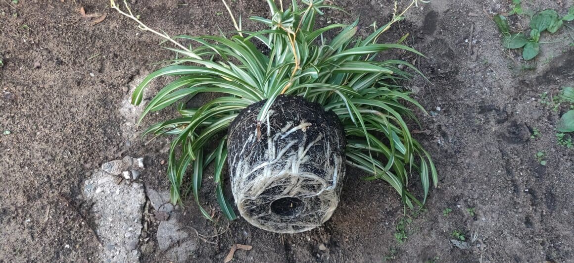 Propagate Spider Plants [Top Grow and Care Hacks] - Plants Craze
