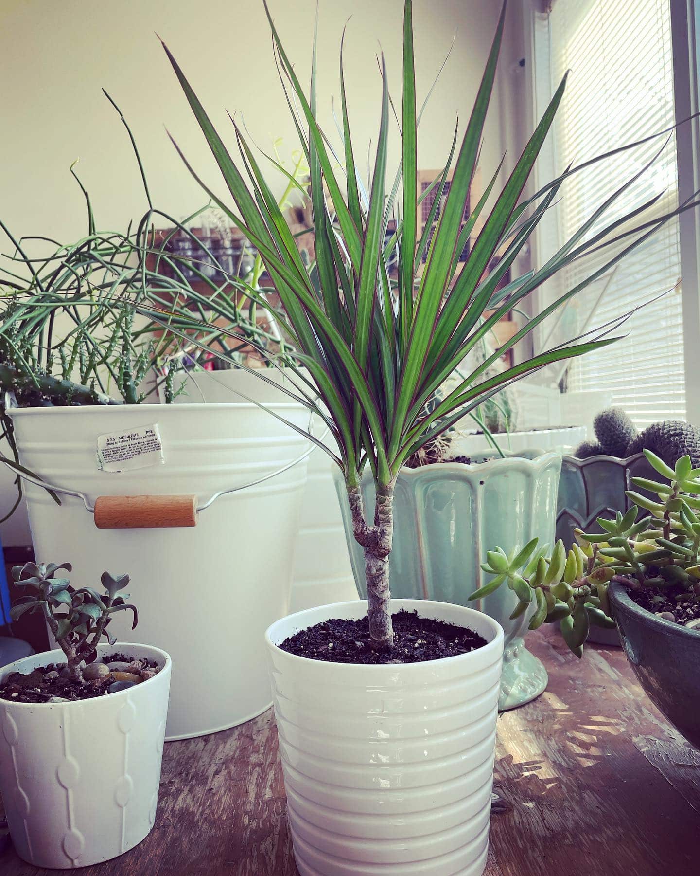 8 Proven Dragon Tree Benefits You Need to Know - Plants Craze