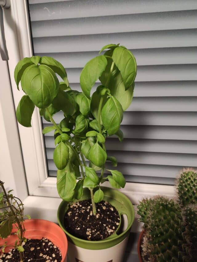 11 Benefits of Sweet Basil You can Leverage Easily