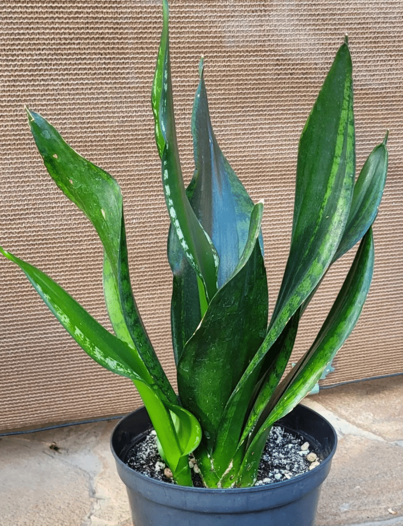 25 Stunning Sansevieria Varieties You Will Love