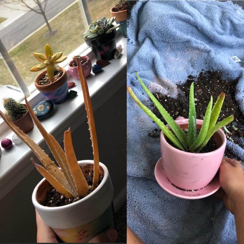 Aloe Vera Light Requirements: Everything You Need to Know - Plants Craze