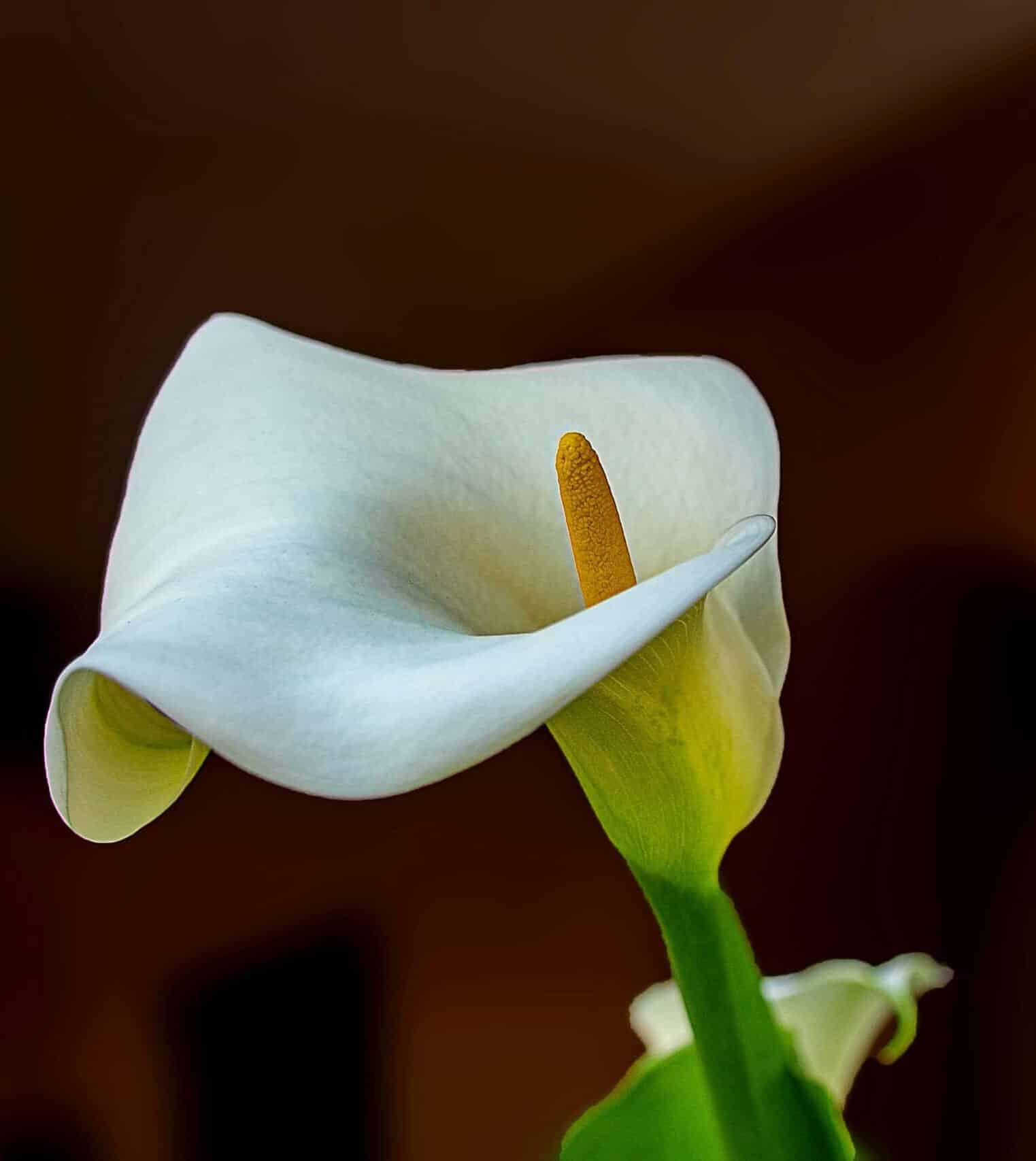 How to Make Calla Lily Flower Bloom? - Plants Craze
