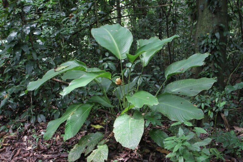 20 Stunning Calathea Varieties with [Names & Pictures] - Plants Craze