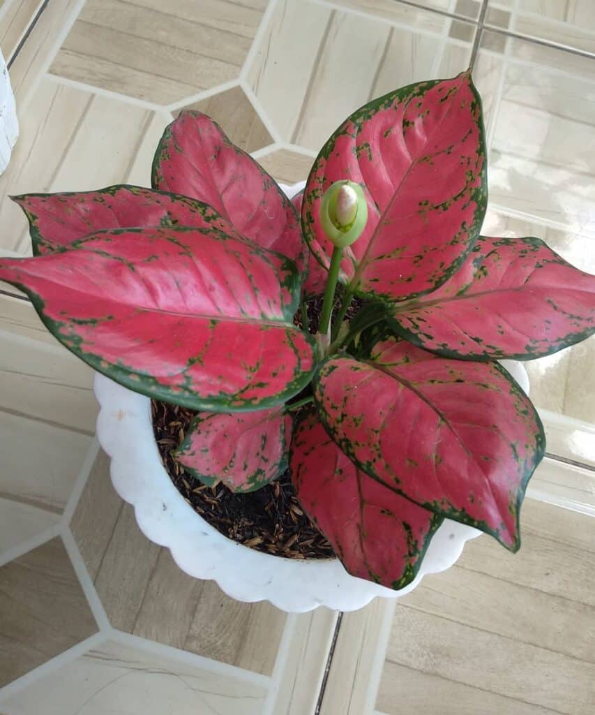 Red Aglaonema Flower [Meaning and 7+ Tips to Make it Bloom]