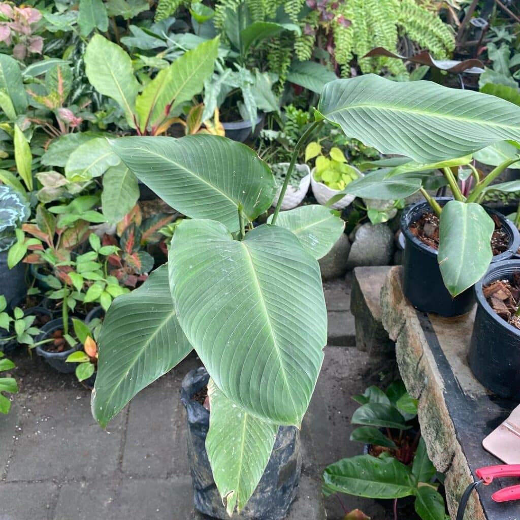 20 Stunning Calathea Varieties [Names & Pictures] - Plants Craze