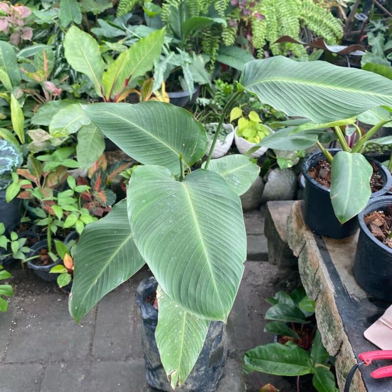 20 Stunning Calathea Varieties [Names & Pictures] - Plants Craze