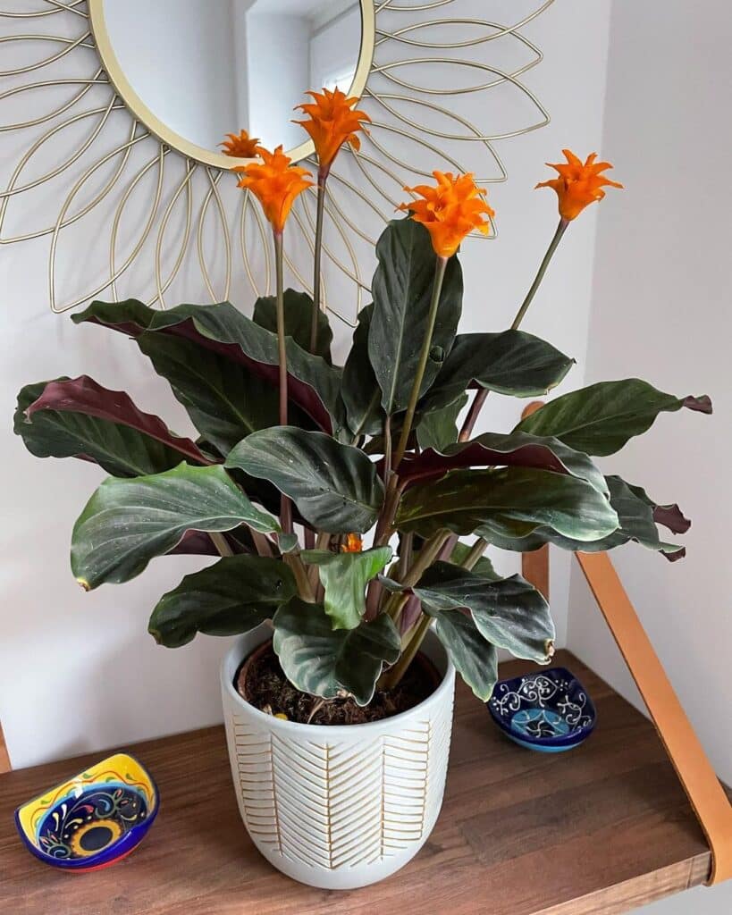 20 Stunning Calathea Varieties with [Names & Pictures] - Plants Craze