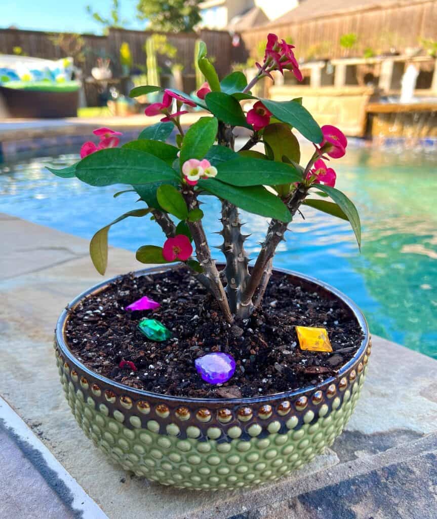 Crown of Thorns Flower: Meaning, Usage & Growing Guide - Plants Craze