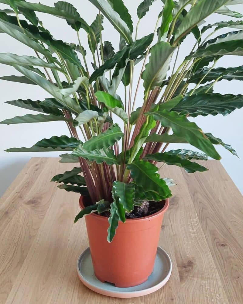 20 Stunning Calathea Varieties [Names & Pictures] - Plants Craze