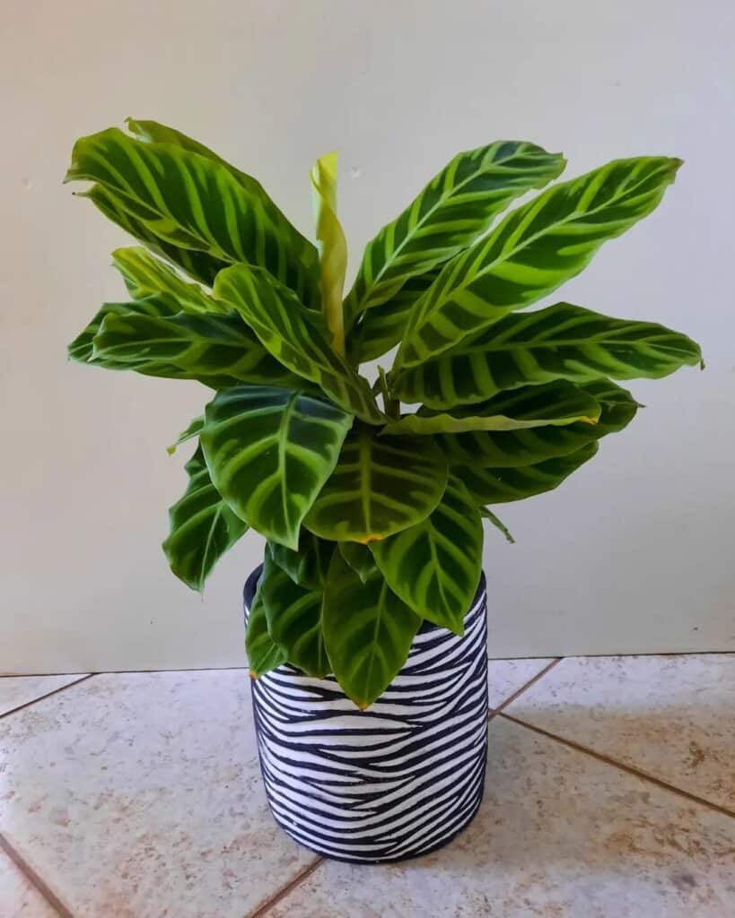 20 Stunning Calathea Varieties with [Names & Pictures] - Plants Craze
