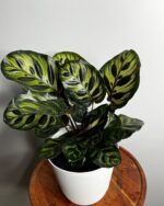20 Stunning Calathea Varieties with [Names & Pictures] - Plants Craze