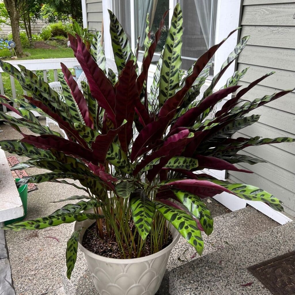 20 Stunning Calathea Varieties [Names & Pictures] - Plants Craze