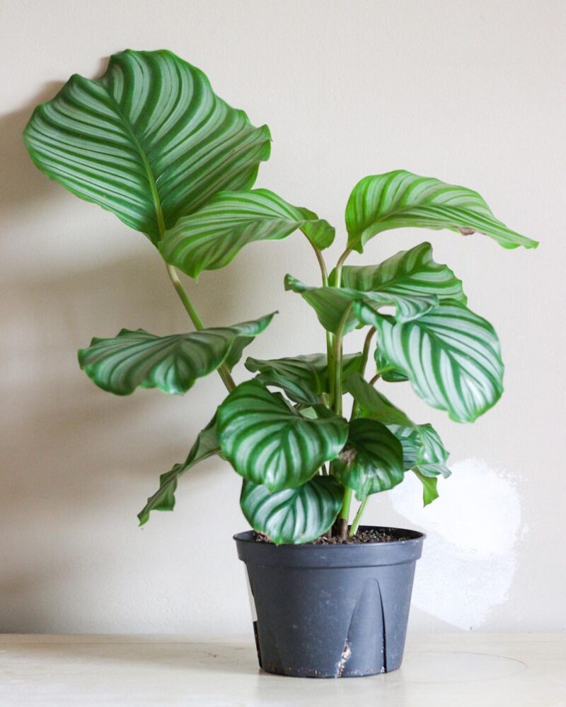 20 Stunning Calathea Varieties with [Names & Pictures] - Plants Craze