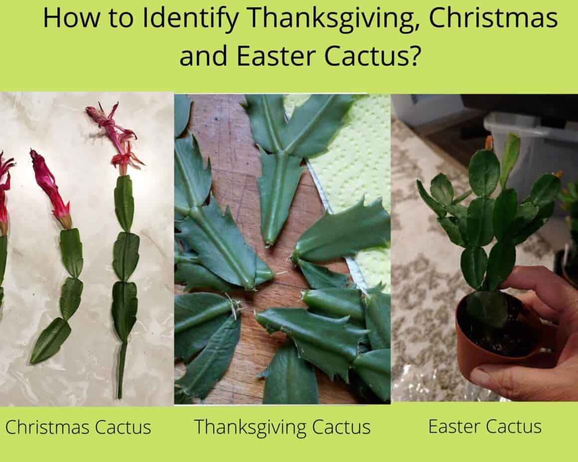 Exotic Types of Christmas Cactus You Need to Know - Plants Craze