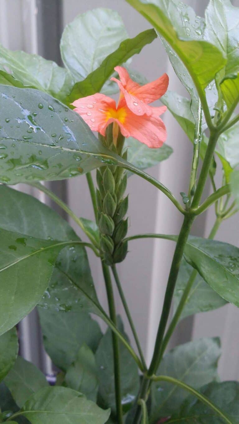 Crossandra Flower [All About Looks and Care] - Plants Craze