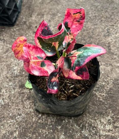25+ Croton Varieties with Name & Facts - Plants Craze