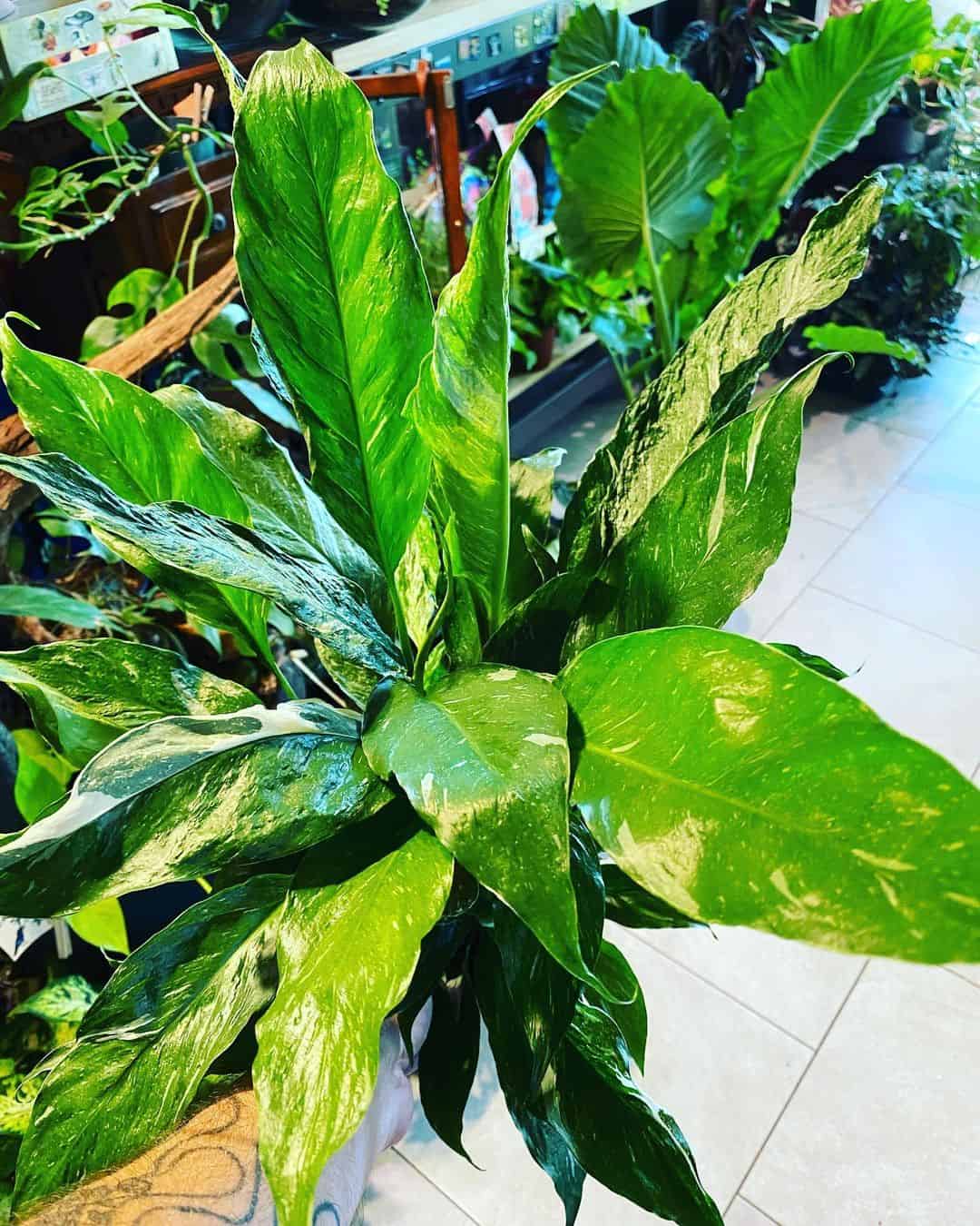 20 Peace Lily Types With Names & Pictures - Plants Craze