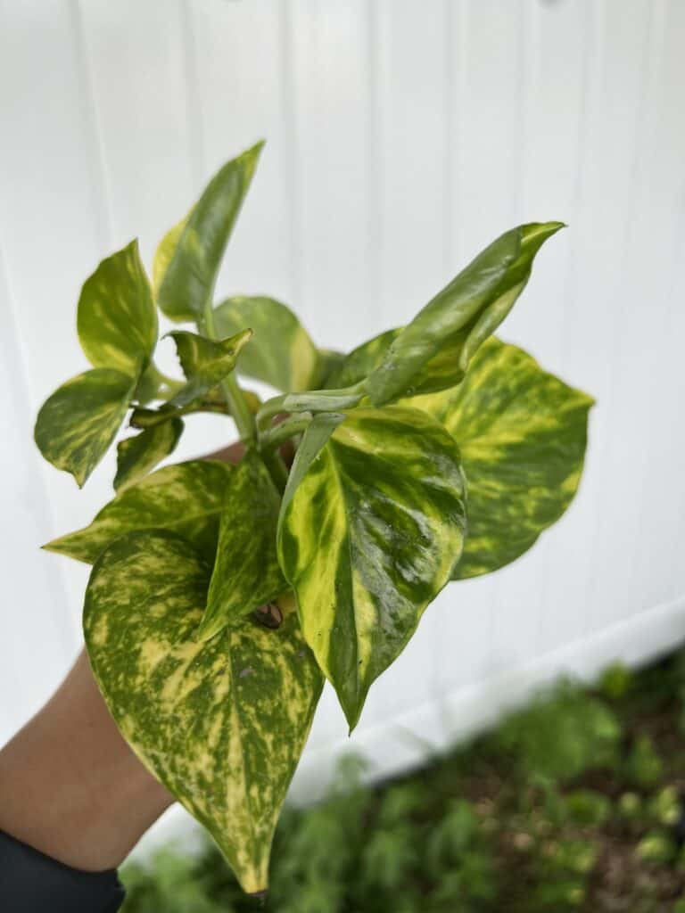 22 Rare Pothos Varieties & Types You Will Love to Grow - Plants Craze