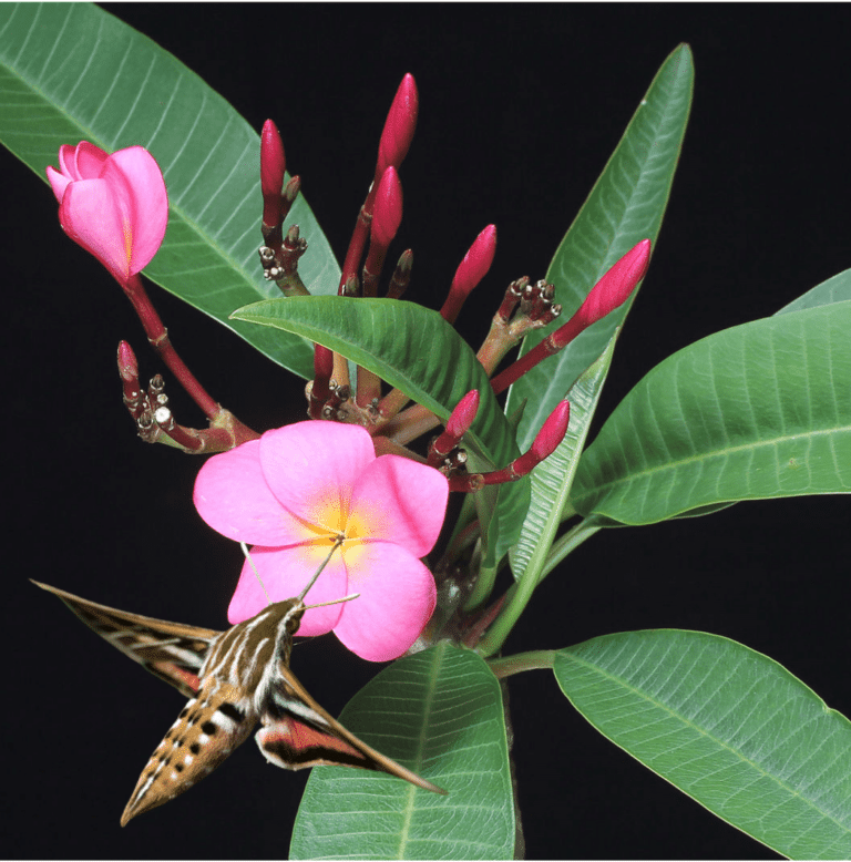 Plumeria Rubra Flower | What is it? [With 3+ Secret Uses]