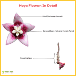Hoya Flower [Meaning, Importance and Care] - Plants Craze