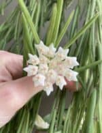 25+ Hoya Varieties [With Names & Pictures] - Plants Craze