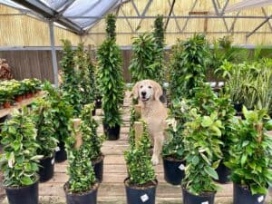 Hoya Flower: Everything You Need to Know - Plants Craze