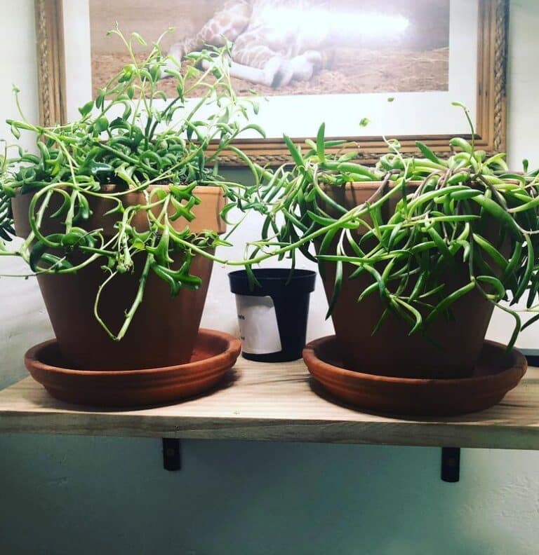 String of Bananas [Care & Propagation Guide for Beginners]