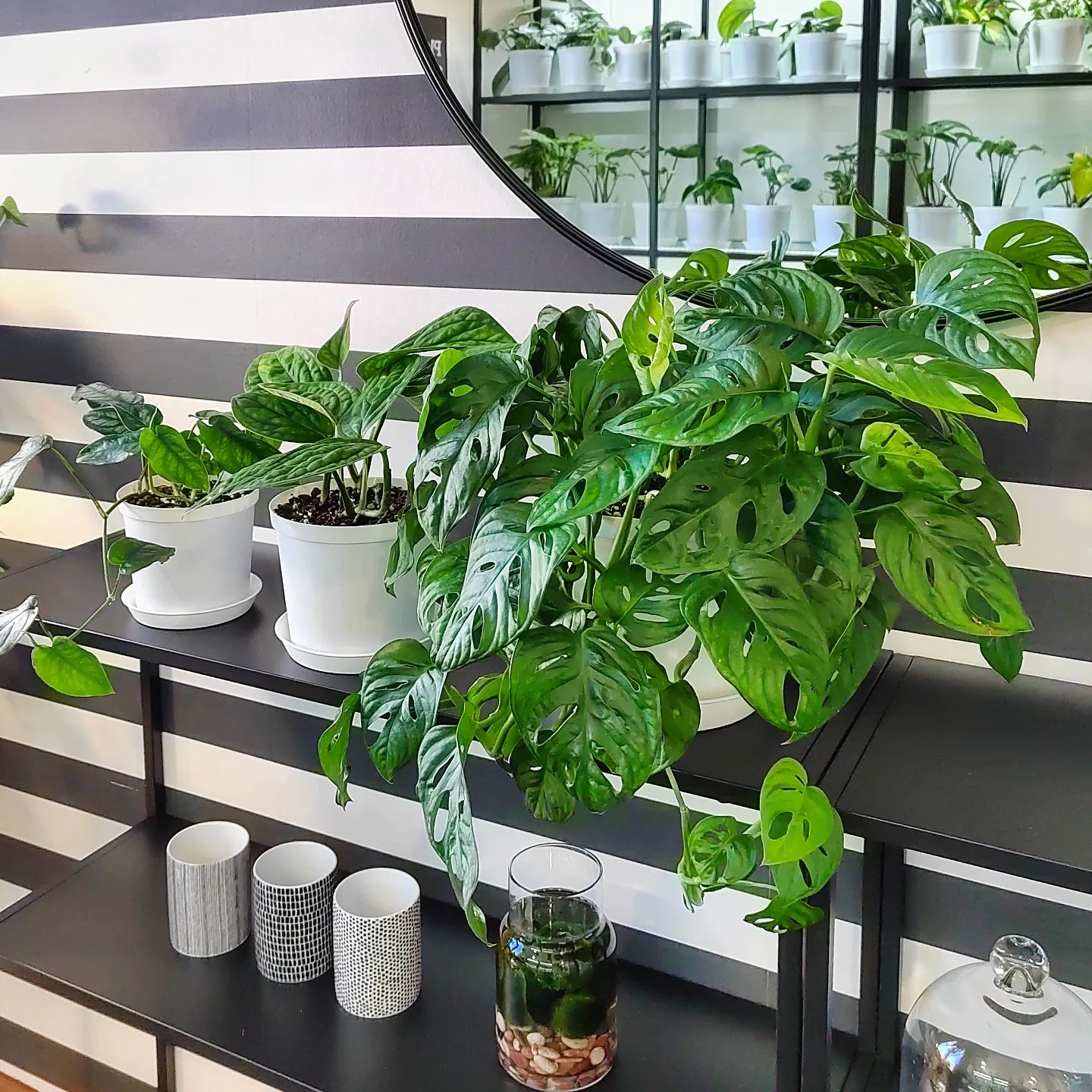 Which Monstera Planter Is Best For You: Top 10s - Plants Craze